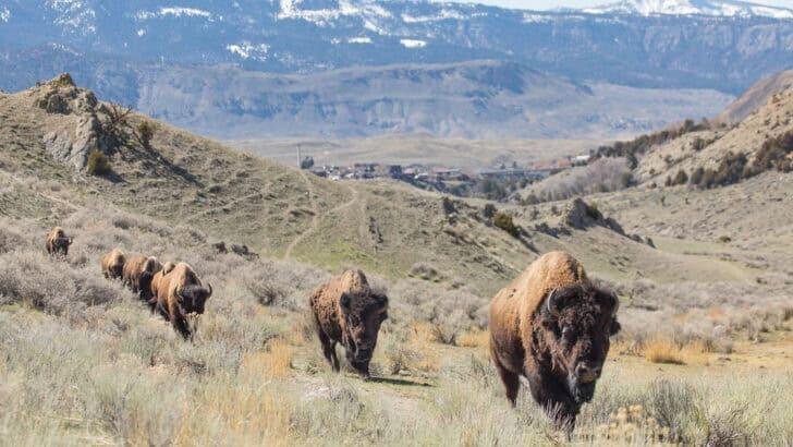 How Fast Can a Bison Run? Faster Than You Think - NewsBreak
