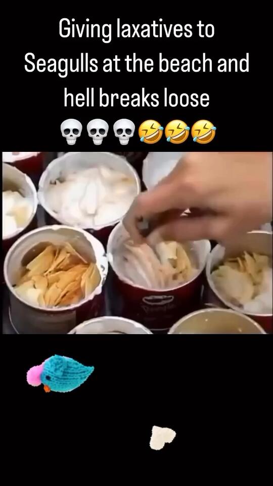 They gave the seagulls at the beach laxatives 😂😂😂 - NewsBreak