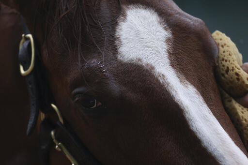 Preakness favorite Mage gets stitches for cut above eye, good to run in ...