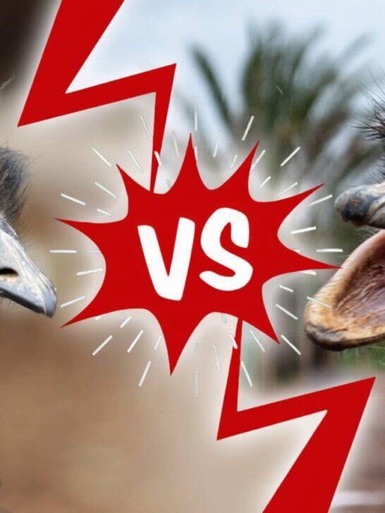 The Ultimate Comparison Between an Emu and an Ostrich - NewsBreak