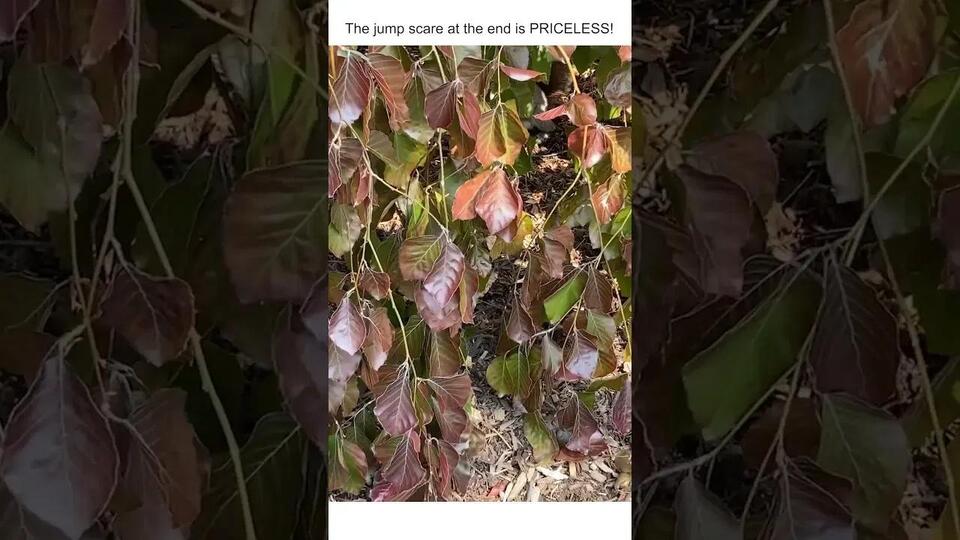 Woman Hiding From Friendly Deer Gets Unexpected Surprise Right Over Her ...
