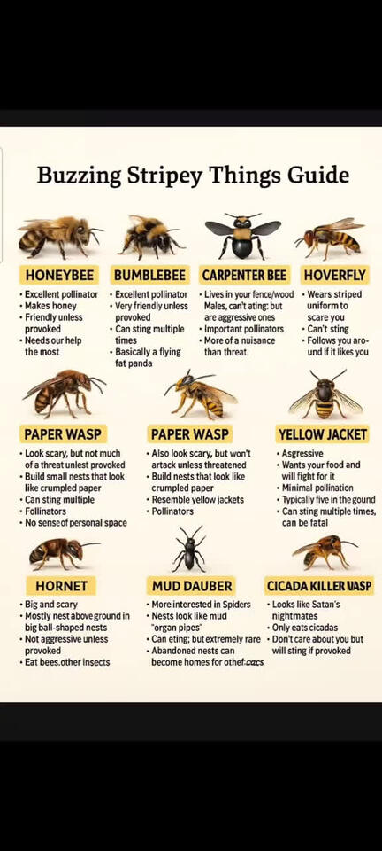 Buzzing around this summer? Learn to tell apart bees, wasps, and ...