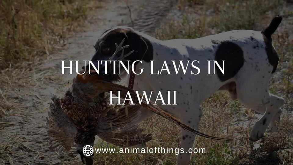 Hunting Laws in Hawaii: Licenses, Seasons, and Rules Every Hunter Must ...