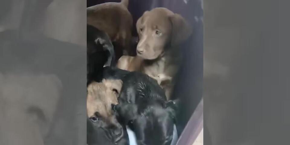 Webster Co. officials looking for owners who dumped tote of puppies by ...