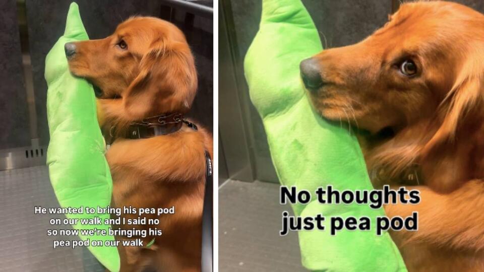 Golden Retriever & Owner Agree To Disagree About Bringing Pea Pod on ...