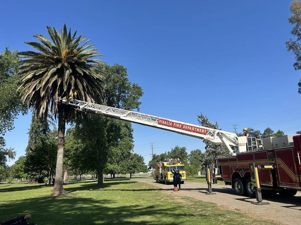 Firefighters Hold Palm Tree Rescue Training - NewsBreak