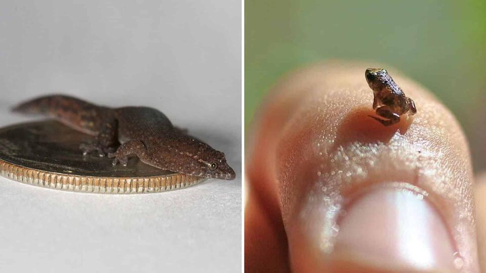 Tiny Wonders: The Smallest Creatures on Earth - NewsBreak