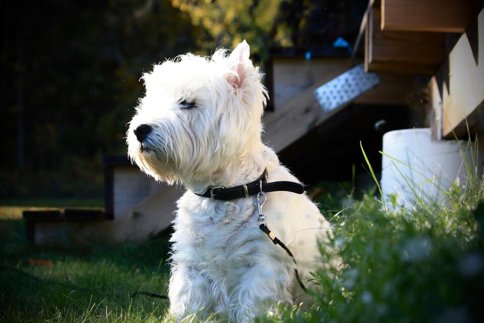 8 Worst Small Dog Breeds For Busy Pet Lovers - NewsBreak