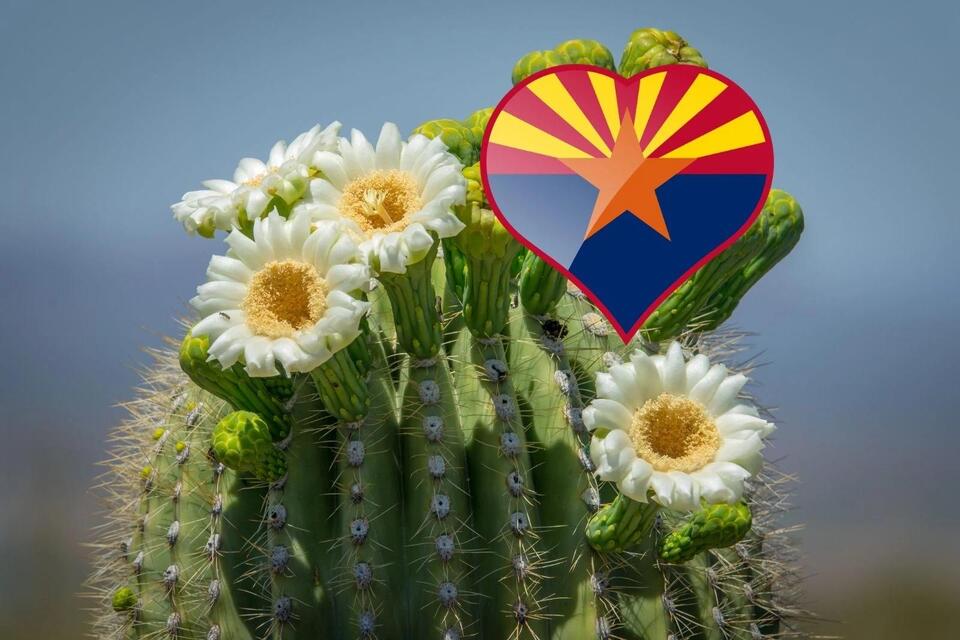 Saguaro Blossom Blooms From Late April To Early June, A Desert ...