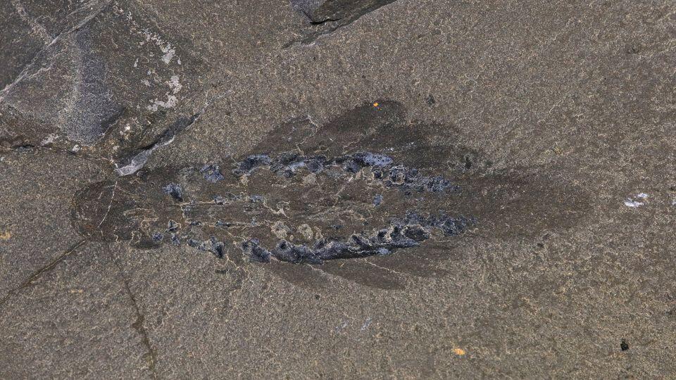 Ancient three-eyed predator was ‘unlike any living animal’ - NewsBreak