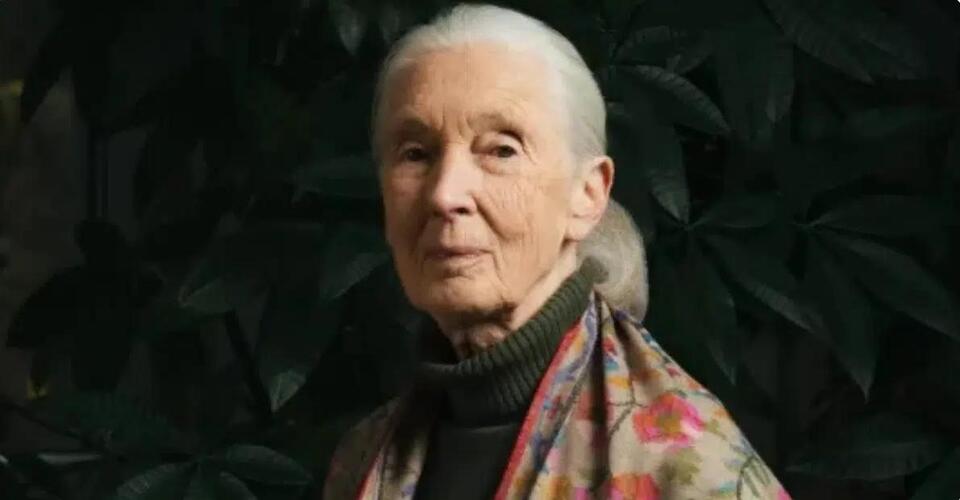 Jane Goodall Shares Her Final Message Of Hope In Netflix’s ‘Famous Last ...