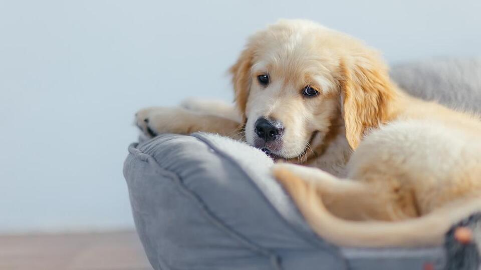 Golden Retriever Puppy Steals Tequila Like She's Having a Wild Night In ...
