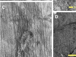 “Exceptional” 320-Million-Year-Old Fossil Ecosystem Could Hold Earliest ...