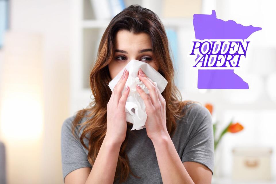 How Ragweed Pollen Affects Minnesota's Fall Allergy Season - NewsBreak