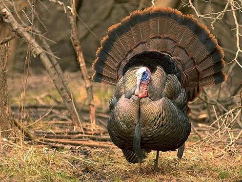 Michigan hunters: Fall turkey license application period is now open ...
