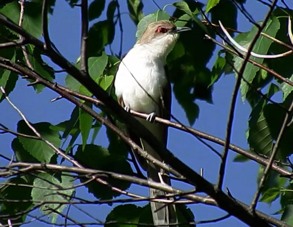 Something crazy happened during this spring’s bird migration in Maine ...