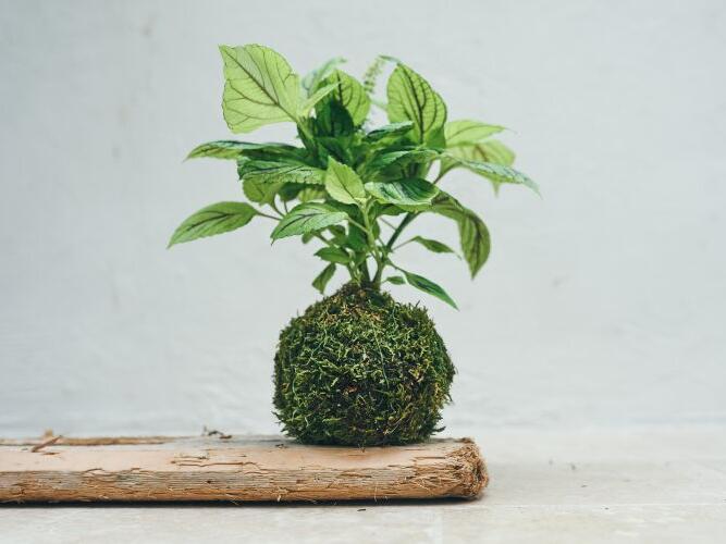 How to Make a Kokedama—a Natural Moss Ball Planter for Your Houseplants