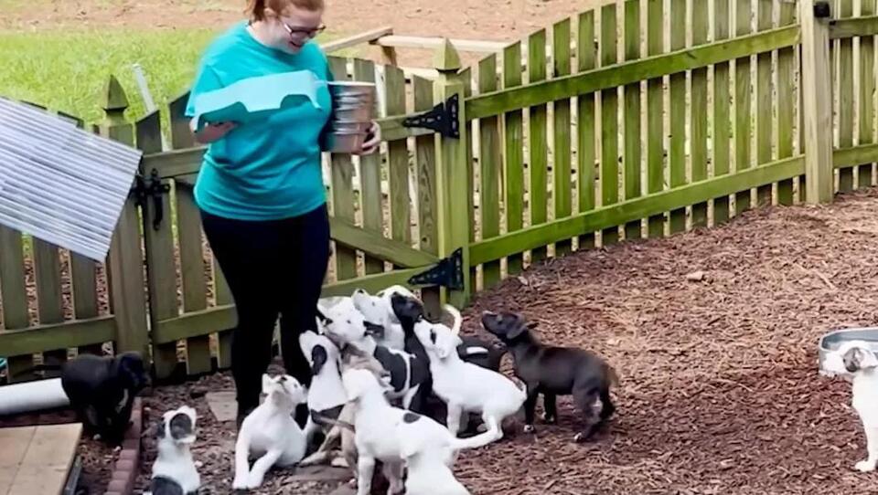 Life With 16 Puppies: The Real Story Behind Fostering a Full Litter ...
