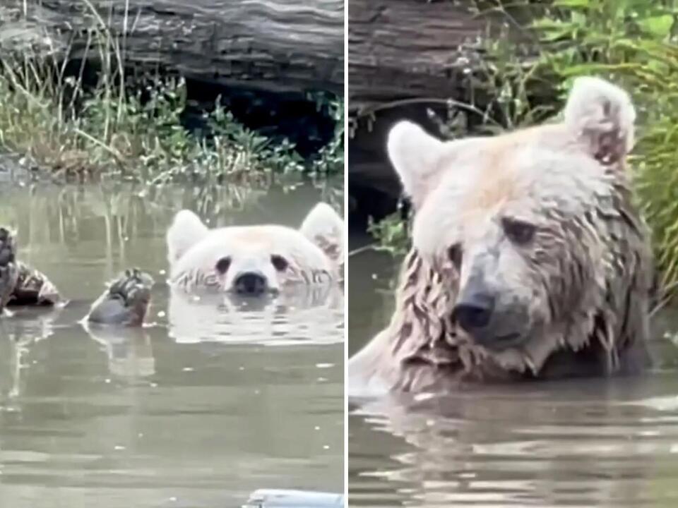 Adorable bear takes dip in pond, floats with her paws up at NY sanctuary