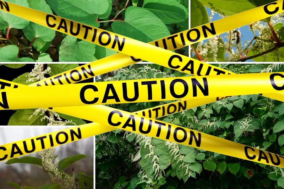 This Invasive Plant Is a Homeowner’s Worst Nightmare (and It Might be ...