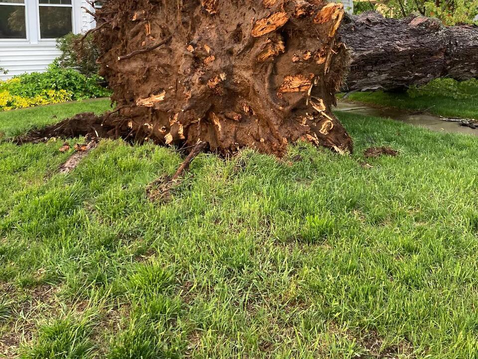 Thunderstorms cause fallen trees and power outages across the state ...