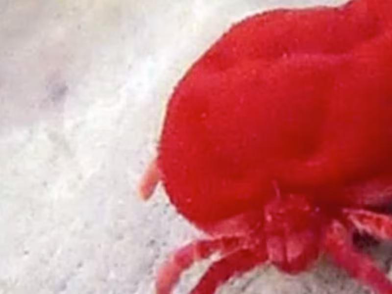 Chiggers are coming back out across the Ozarks