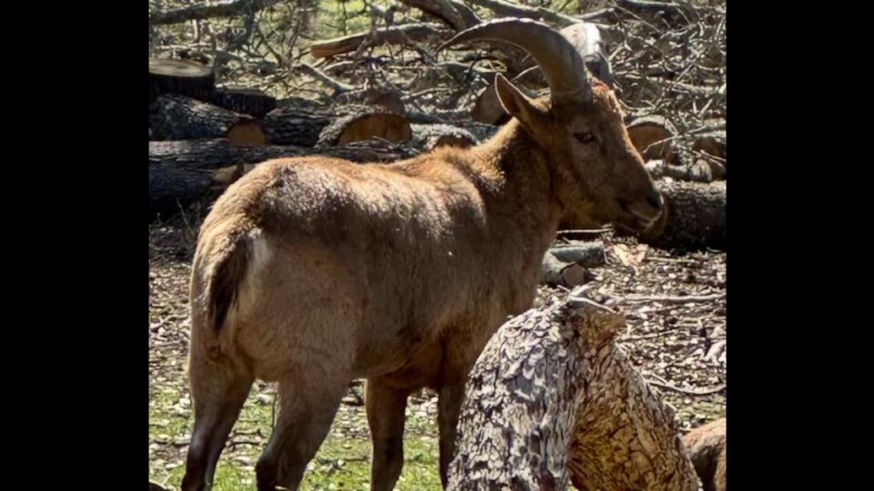 Rare, exotic goat on the loose in central Pa.; $1,000 reward offered ...