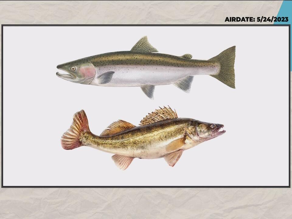 The 208 Redial: What's better the Steelhead vs. Walleye?