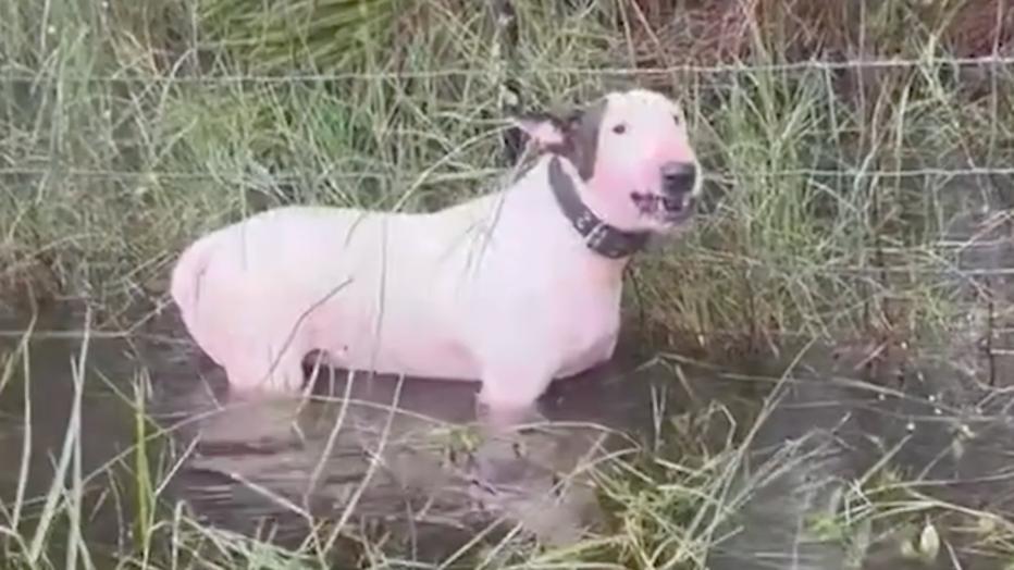 A real Trooper: Abandoned dog left for dead finds new, loving home year ...