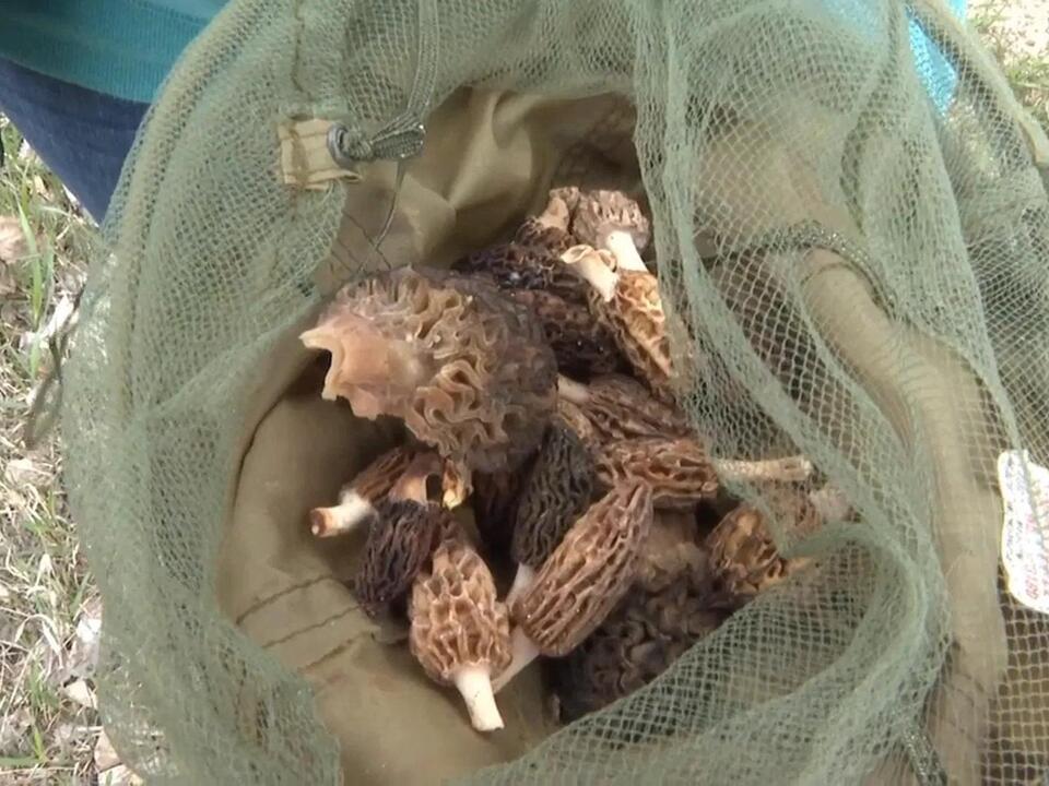 Morel mushroom hunting treasure map