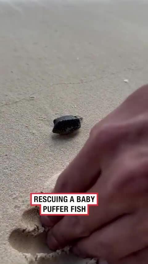 Ive never seen a baby puffer fish ViralHog ladbible wildlife babyanimal ...