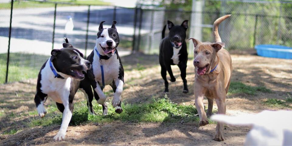 Dogs Playing for Life joins Alachua County Animal Resources for four ...
