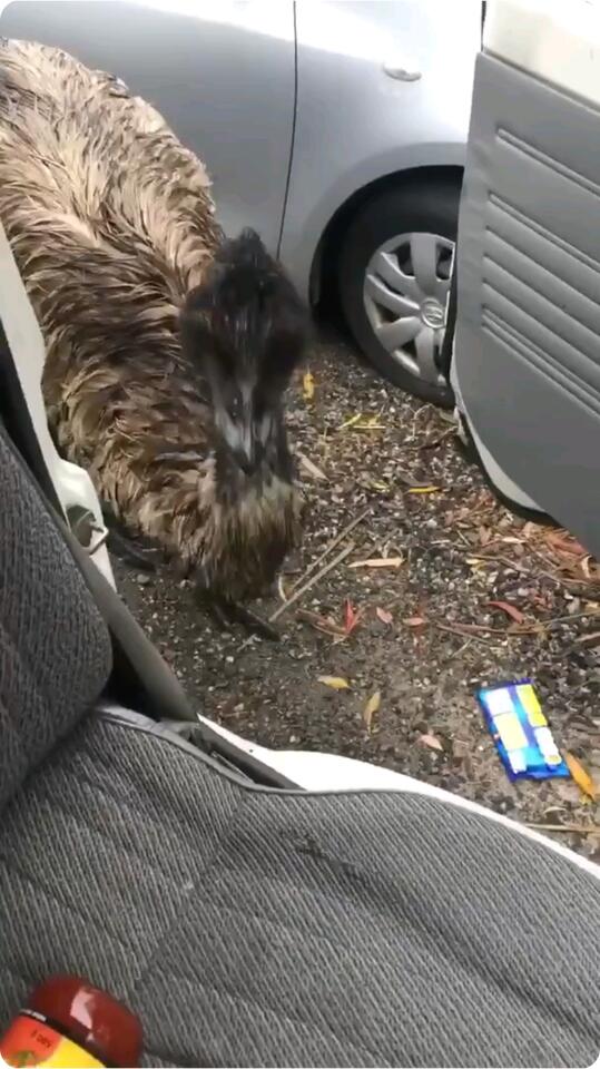 Cheeky Emu Steals Popcorn From a Car - NewsBreak