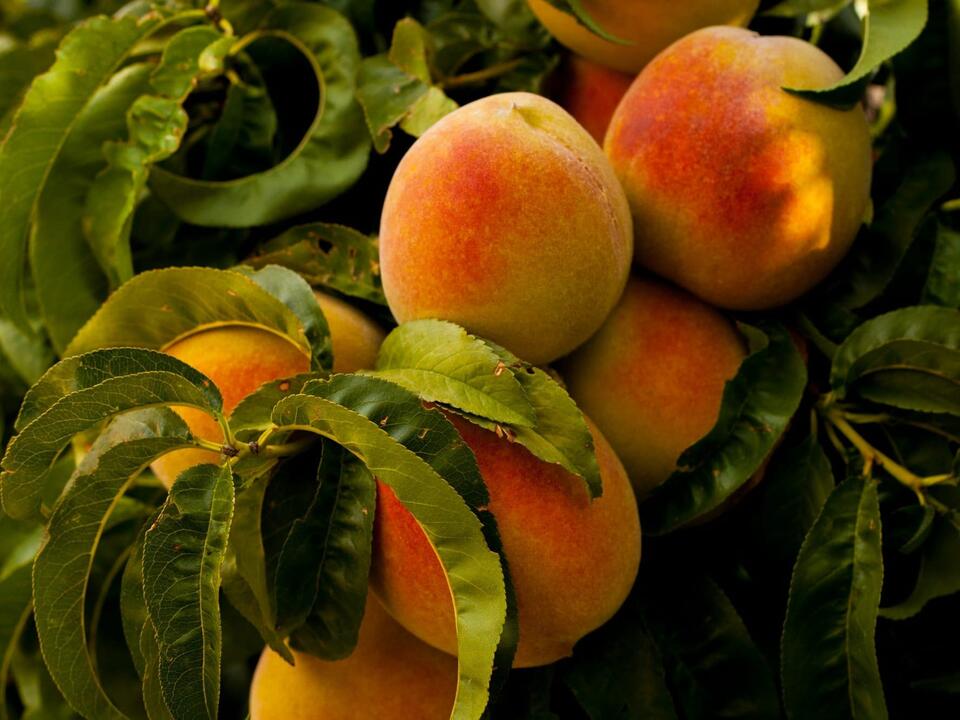 Del Monte bankruptcy forces farmers to destroy 420,000 trees - NewsBreak