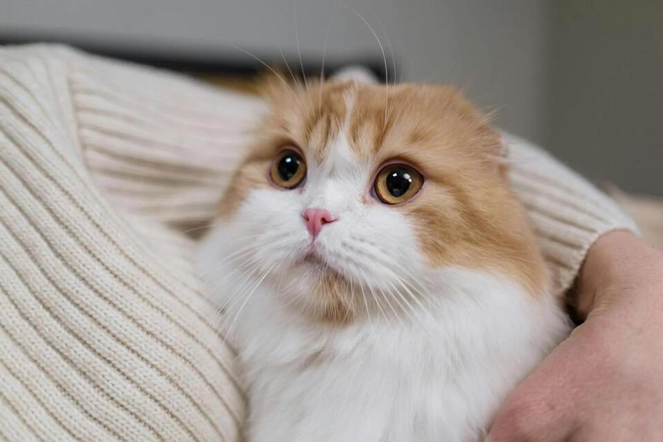 10 Signs Your Cat Finds Strength in Your Presence - NewsBreak
