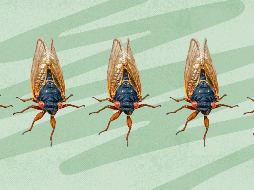 Cicadas Are Coming - What Does That Mean for Your Health?