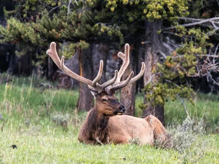 Yellowstone National Park finds 1st case of fatal brain disease after ...