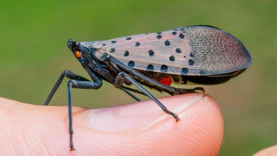 Washington’s Most Damaging Invasive Insects and How to Spot Them ...