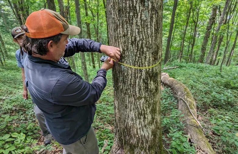 Racing to save white ash trees from extinction in the NC mountains ...
