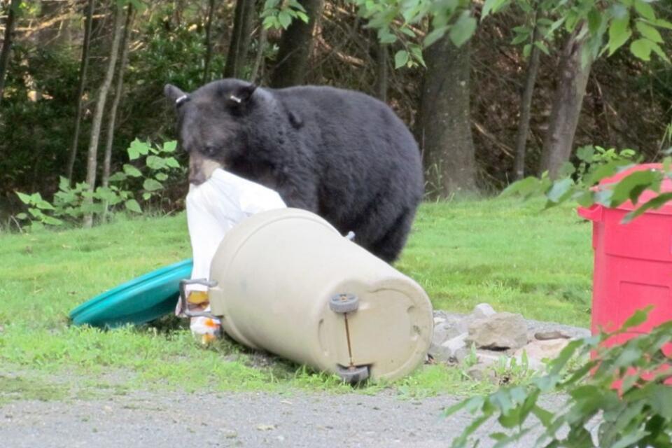 Washington Bears Feast Now — What You Must Do - NewsBreak