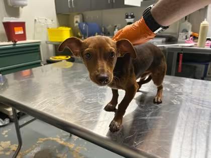 🐶 Playful & Loving Dogs Ready for Adoption in Jourdanton - NewsBreak