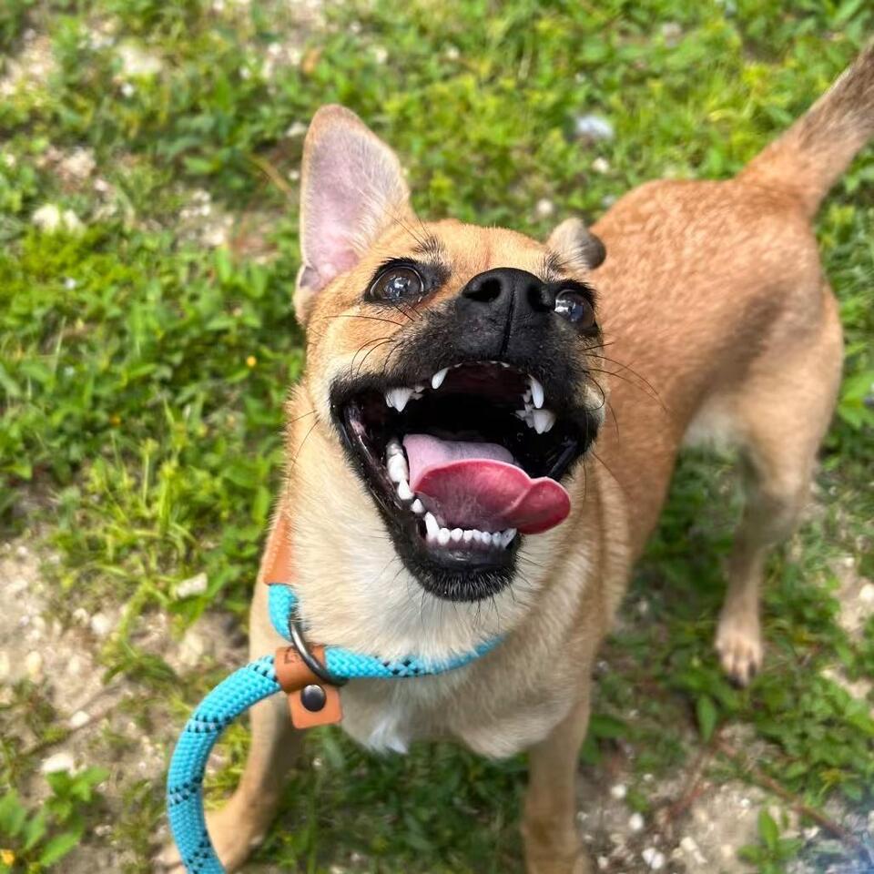 🐶 Playful Mixed-Breed Dogs Ready for Adoption in Naples - NewsBreak