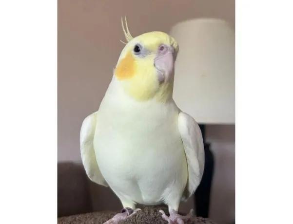 Family grateful for safe return of missing bird 'Pickles' - NewsBreak