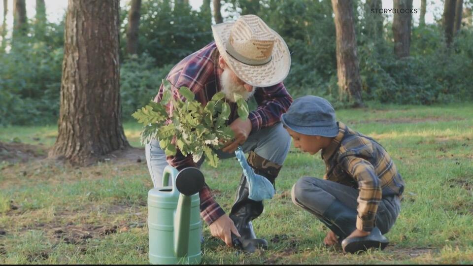 Tree-planting tips for Arbor Day | Verify - NewsBreak