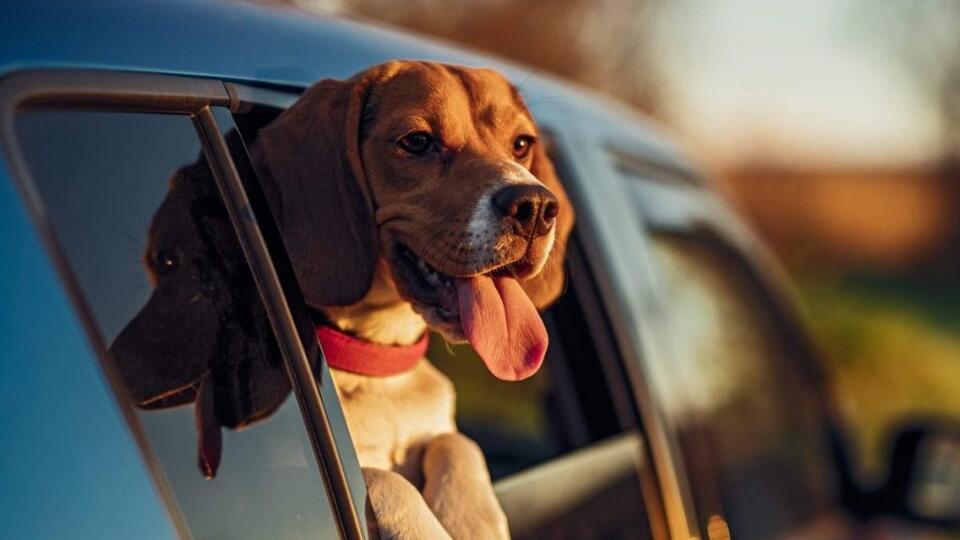 Dog Breeds Prone to Motion Sickness - NewsBreak