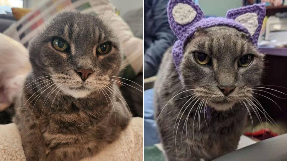 Wisconsin Cat Loses Ears To Illness But A Pair Of Crocheted Ones Turn ...