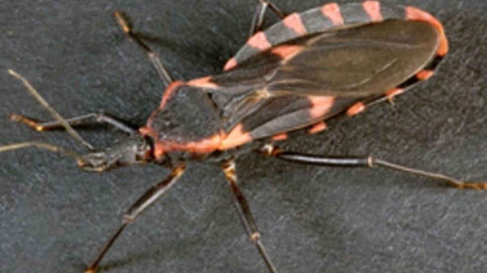 Fatal ‘Kissing Bug’ Disease Discovered In 32 U.S. States, Virginia Now ...
