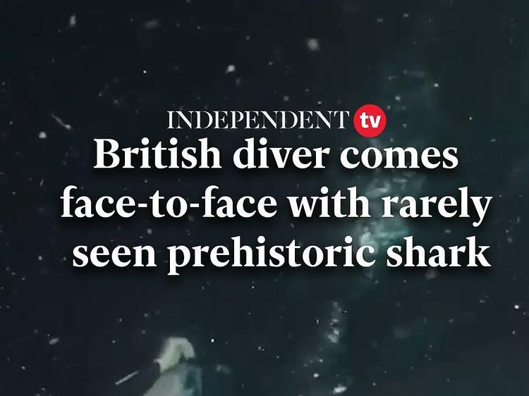 A British diver came face-to-face with a rarely-seen prehistoric shark ...
