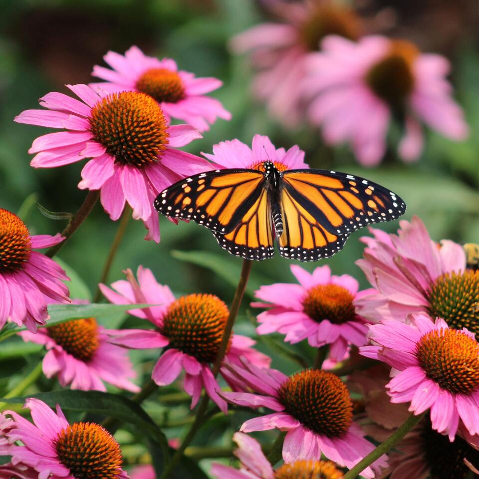 Attract More Monarchs: 8 Best Flowers For Monarch Butterflies - NewsBreak