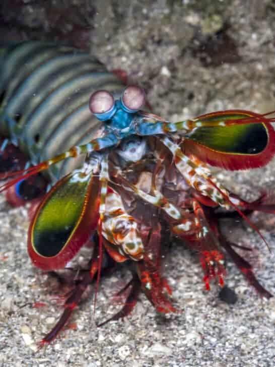 Largest Mantis Shrimp Ever Recorded - NewsBreak